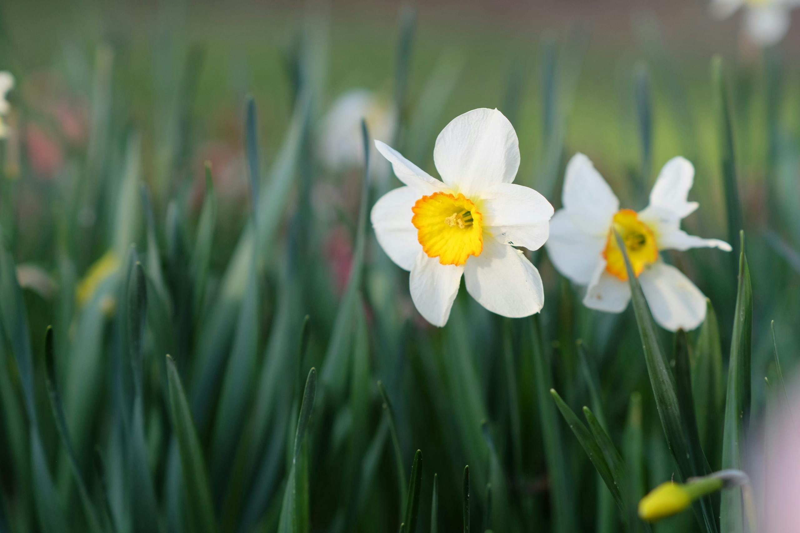 Spiritual - Integrity Design By Janelle